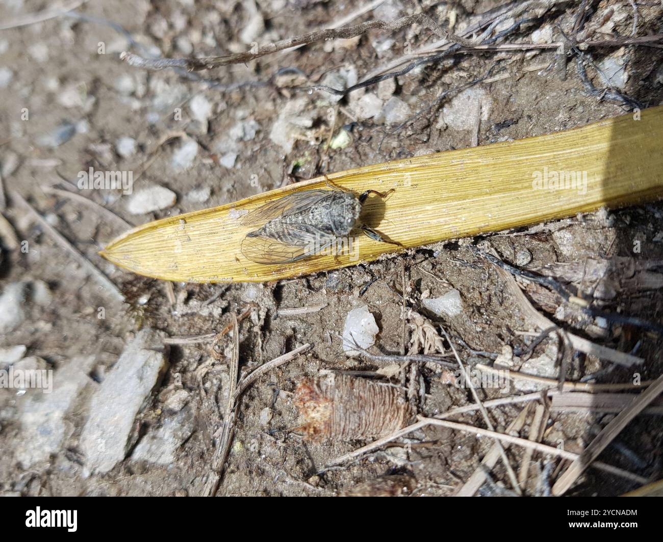 Black Cicadas (Maoricicada) Insecta Stock Photo - Alamy