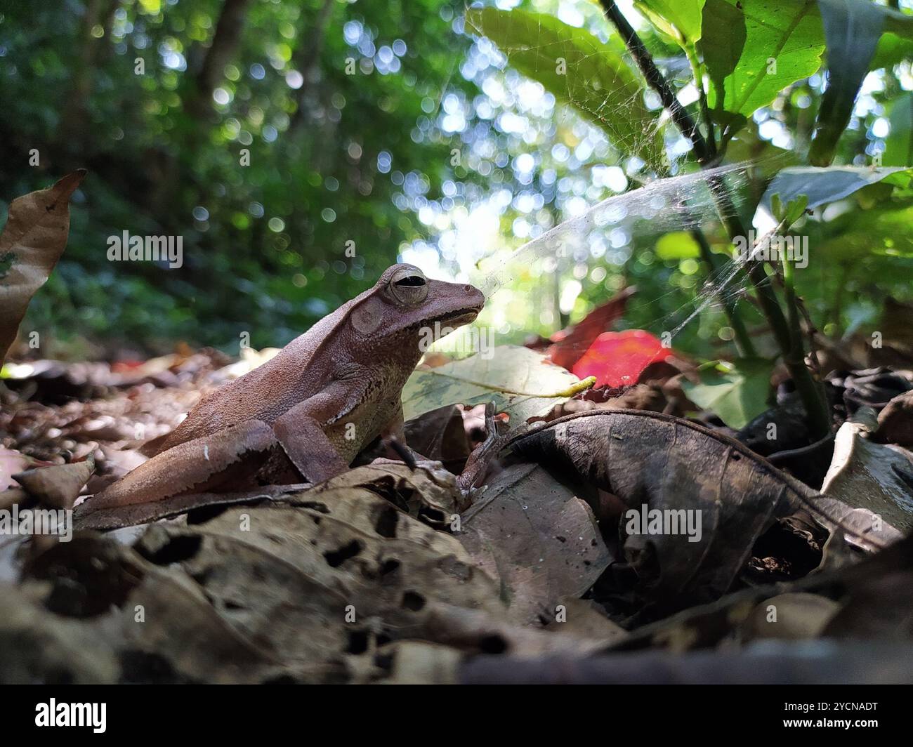 False Hourglass Tree Frog (Polypedates pseudocruciger) Amphibia Stock ...