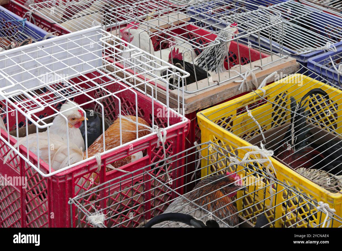 Poultry enclosure hi-res stock photography and images - Alamy