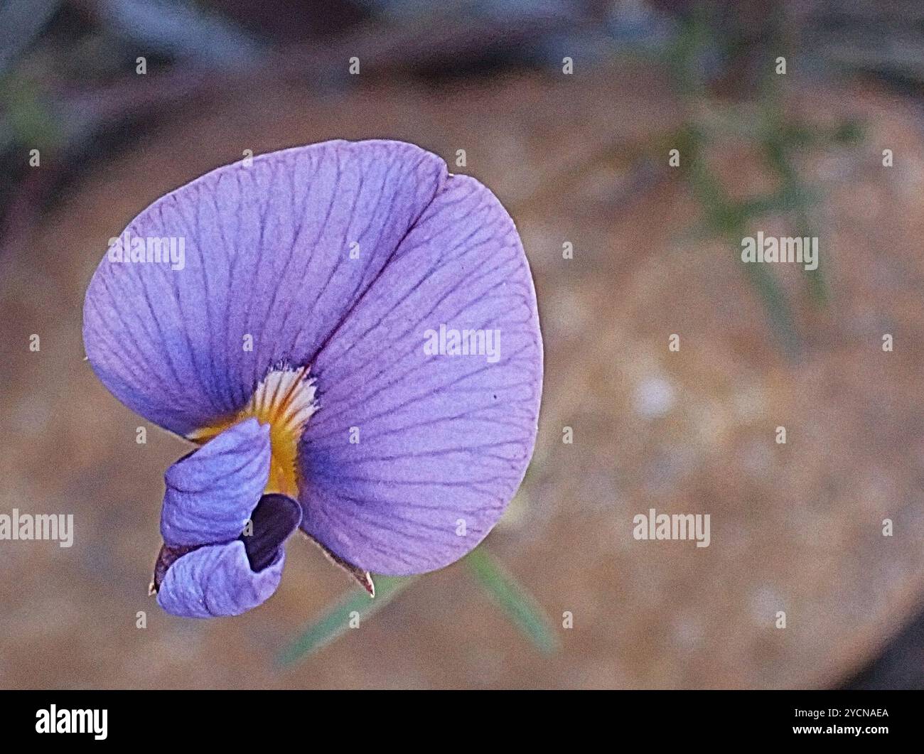 (Lotononis filiformis) Plantae Stock Photo - Alamy