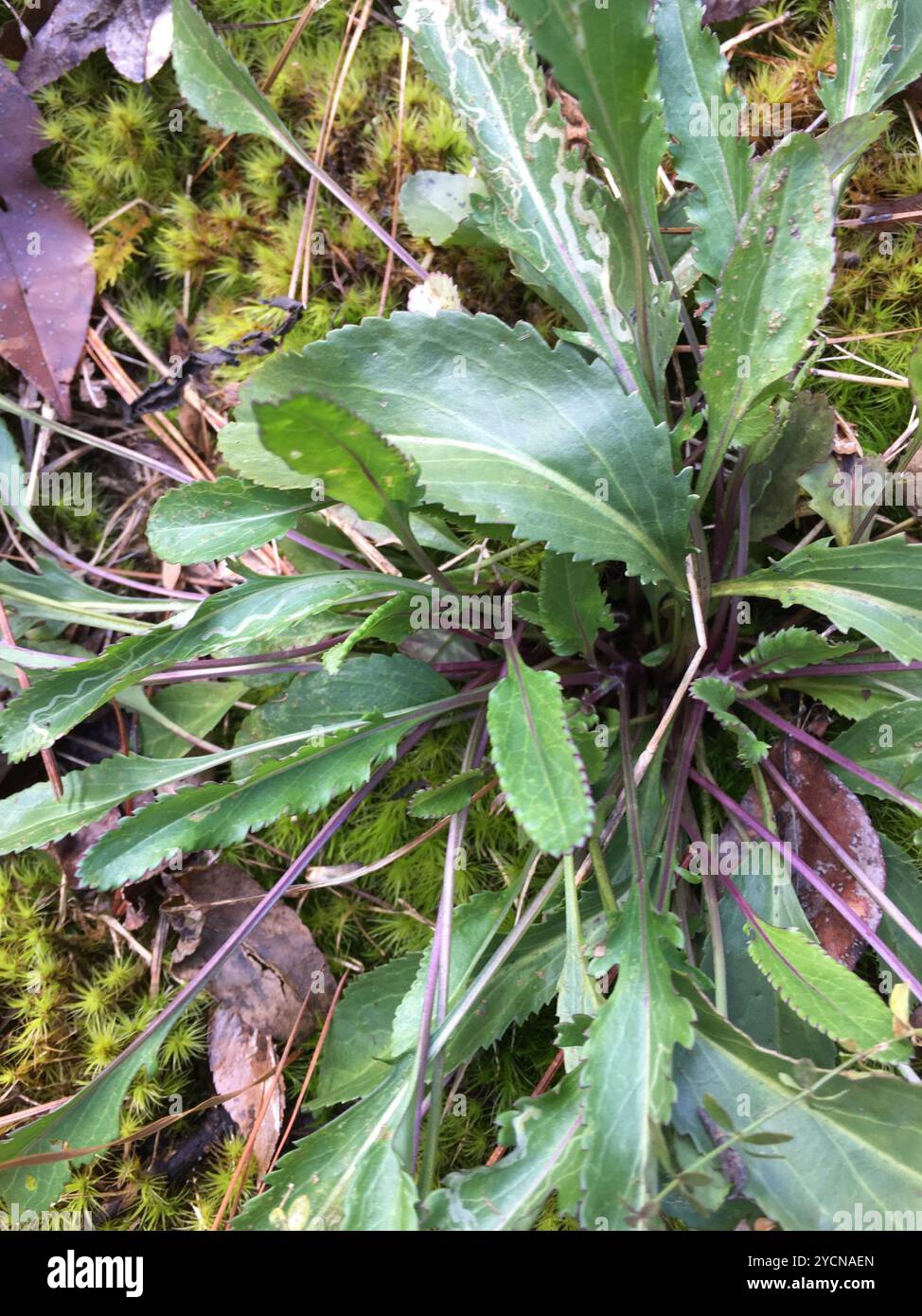 Small's ragwort (Packera anonyma) Plantae Stock Photo - Alamy