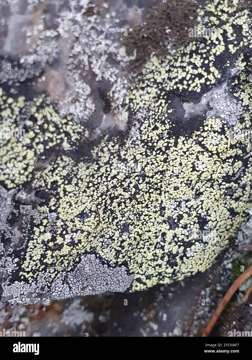 yellow map lichen (Rhizocarpon geographicum) Fungi Stock Photo - Alamy