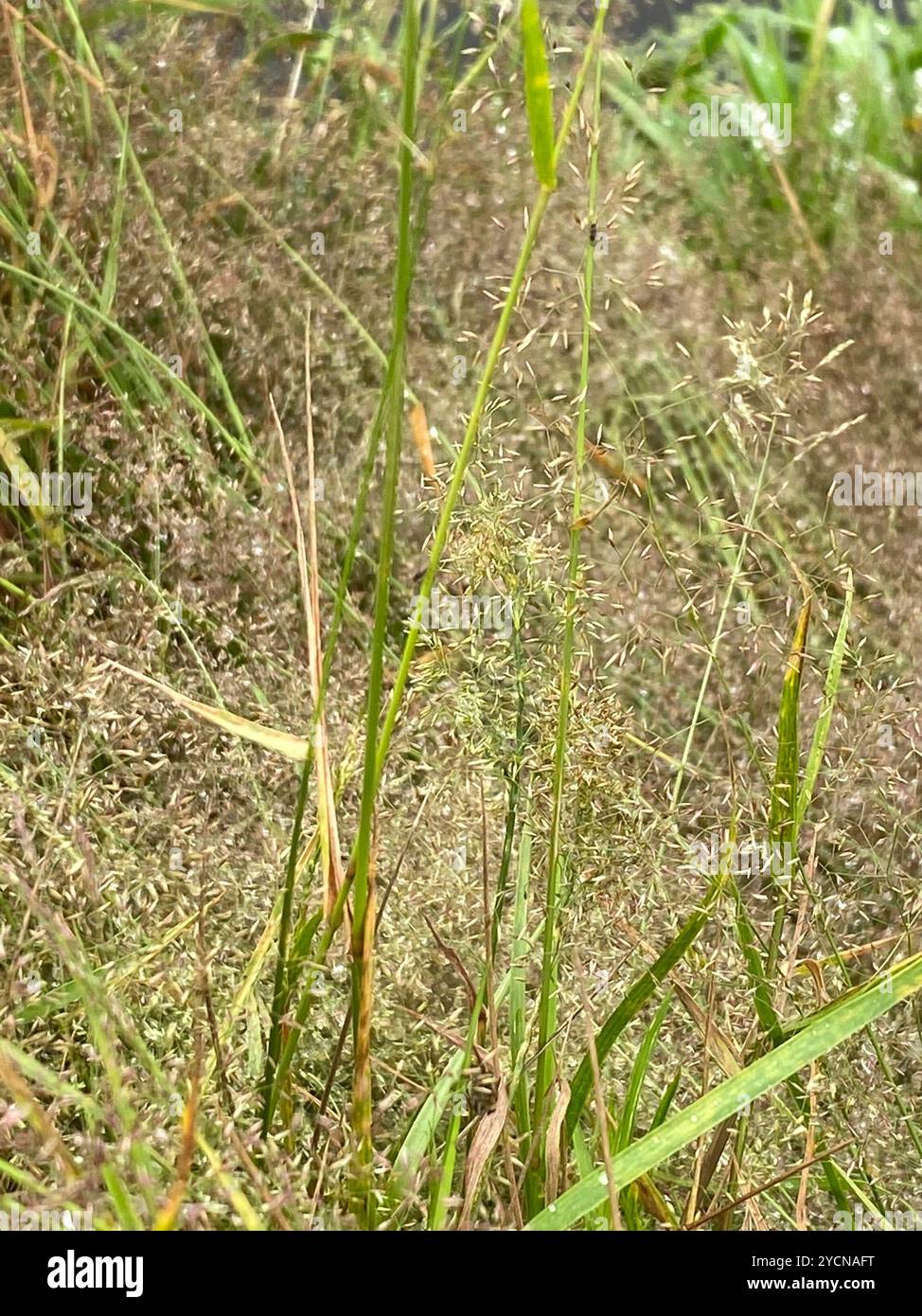 colonial bent (Agrostis capillaris) Plantae Stock Photo - Alamy