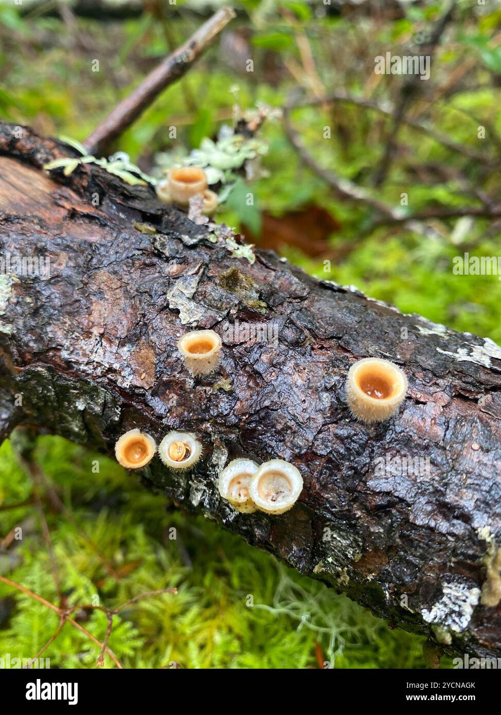 woolly bird's nest fungus (Nidula niveotomentosa) Fungi Stock Photo - Alamy