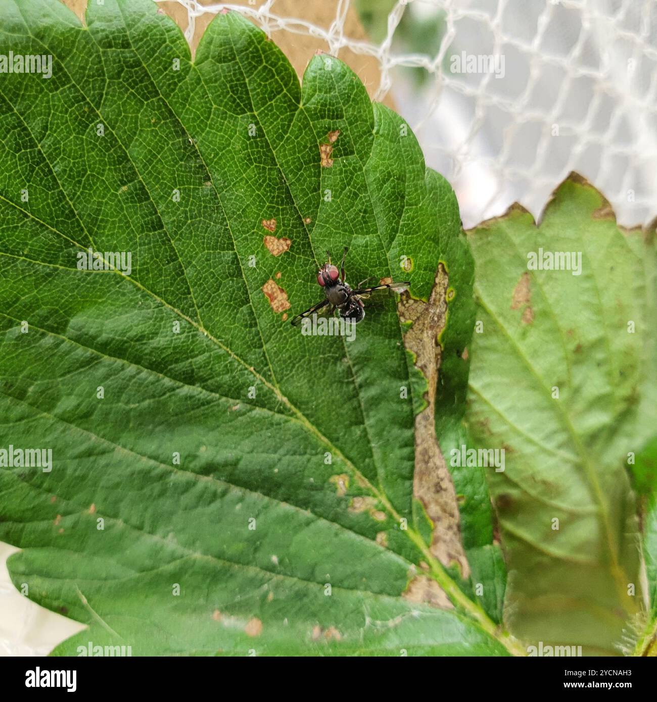 Signal Flies (Platystomatidae) Insecta Stock Photo - Alamy