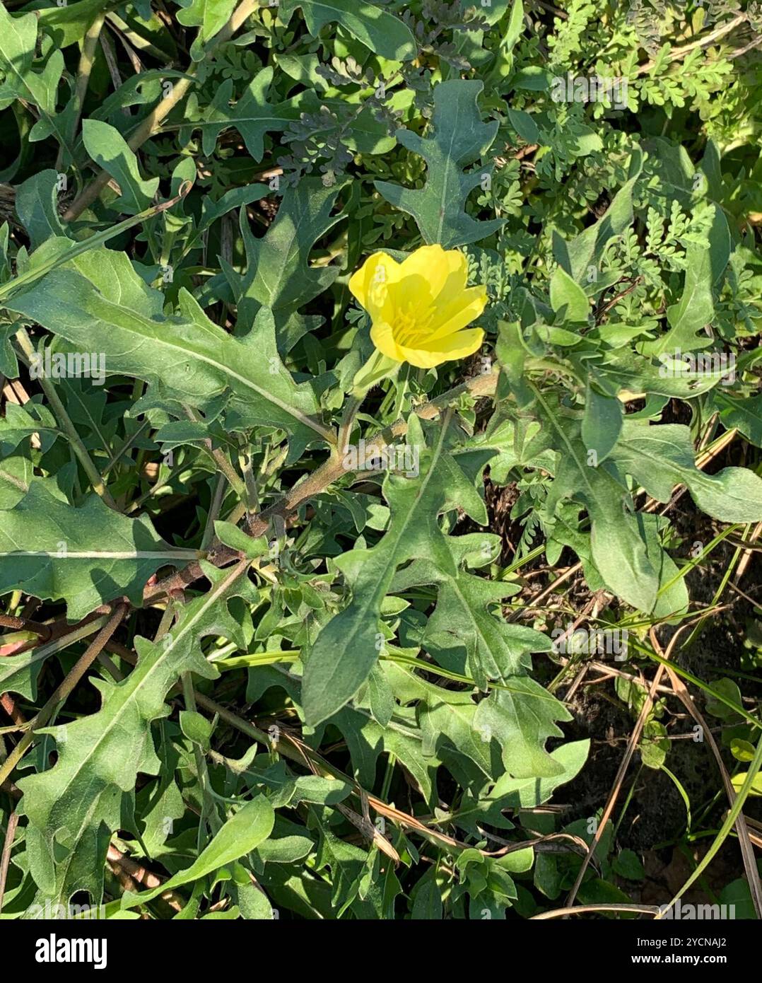 cutleaf evening primrose (Oenothera laciniata) Plantae Stock Photo - Alamy