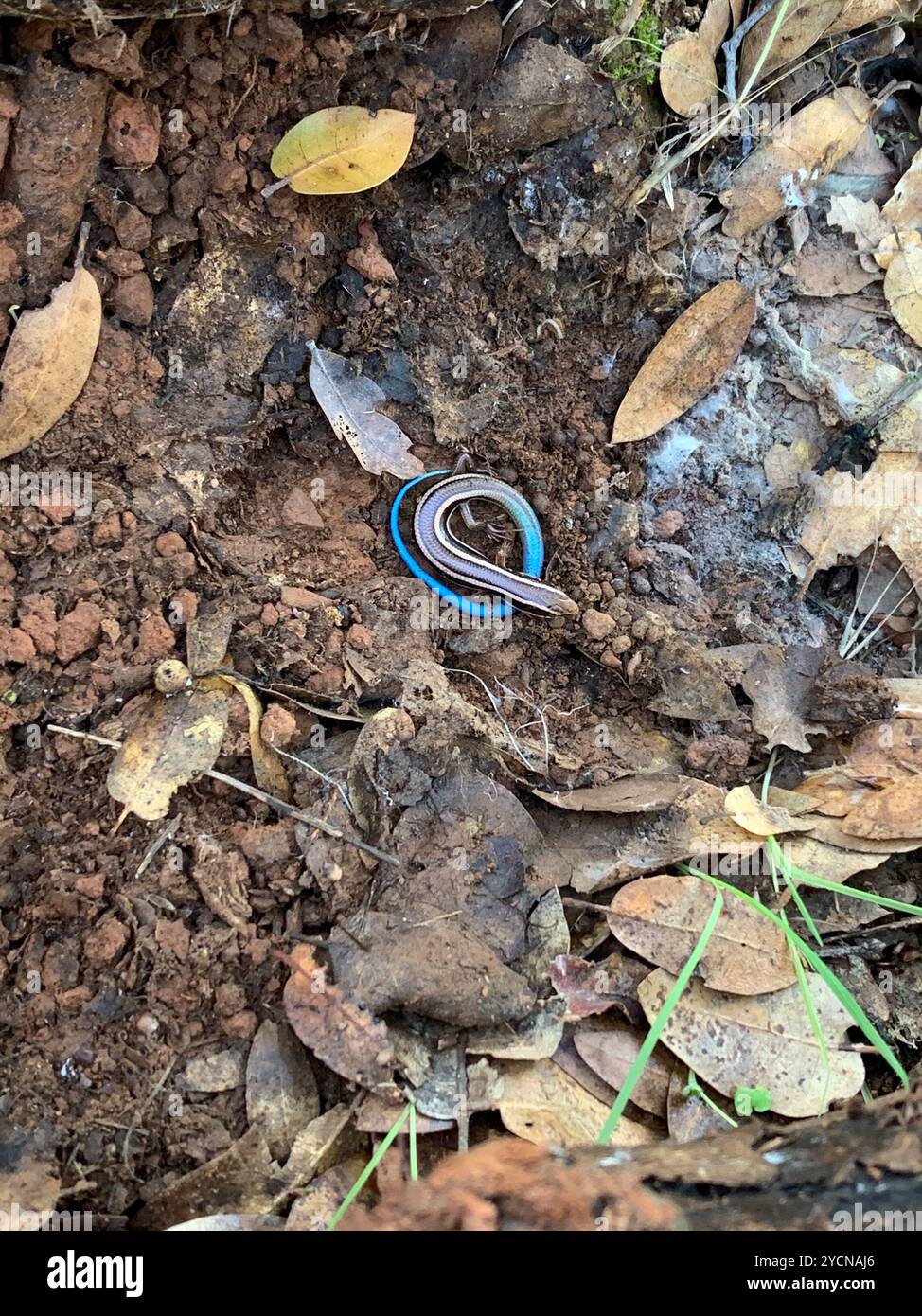Gilberts skink hi-res stock photography and images - Alamy
