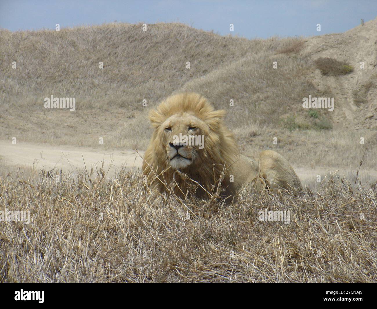 Southern Lion (Panthera leo melanochaita) Mammalia Stock Photo - Alamy