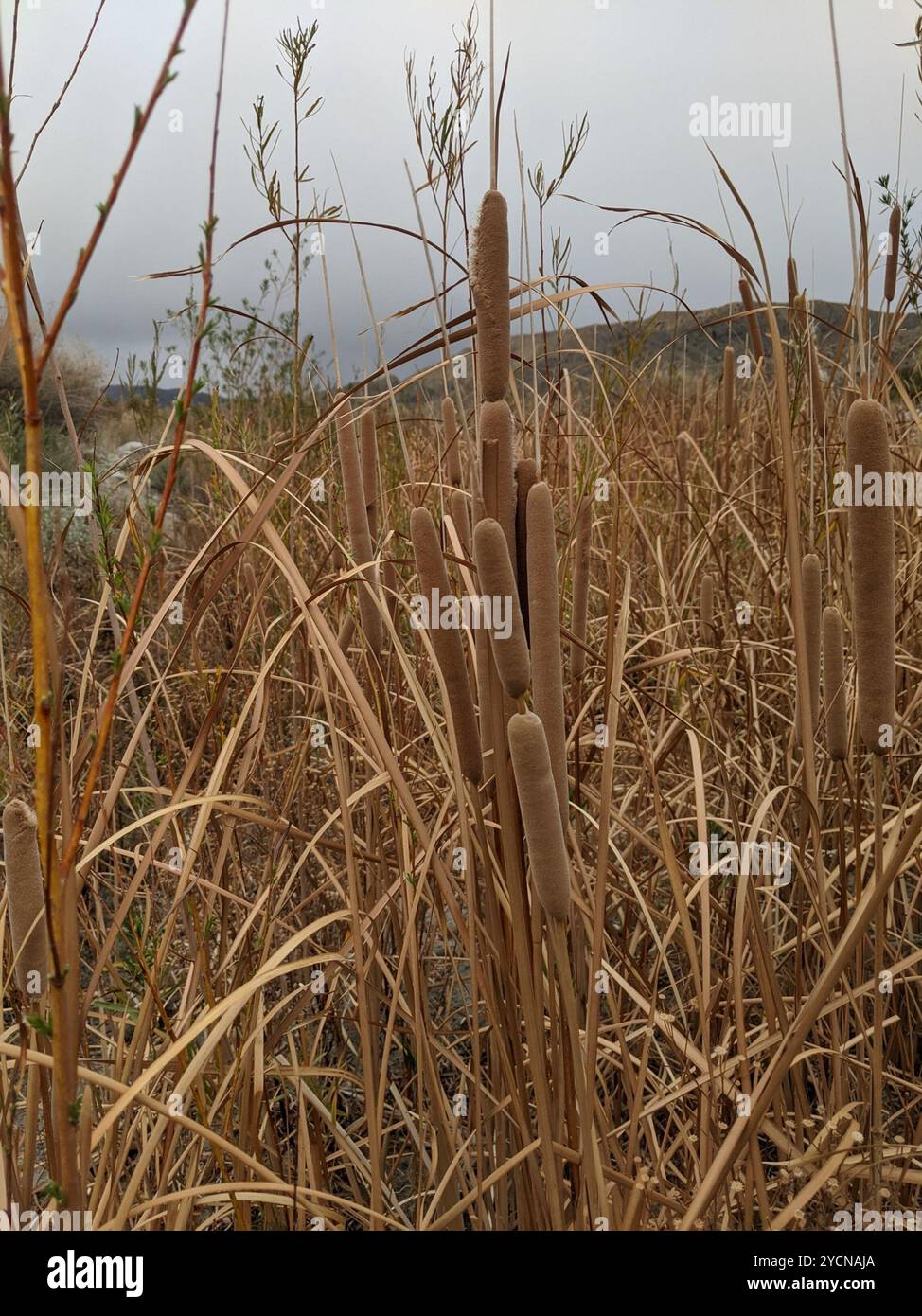 southern cattail (Typha domingensis) Plantae Stock Photo - Alamy