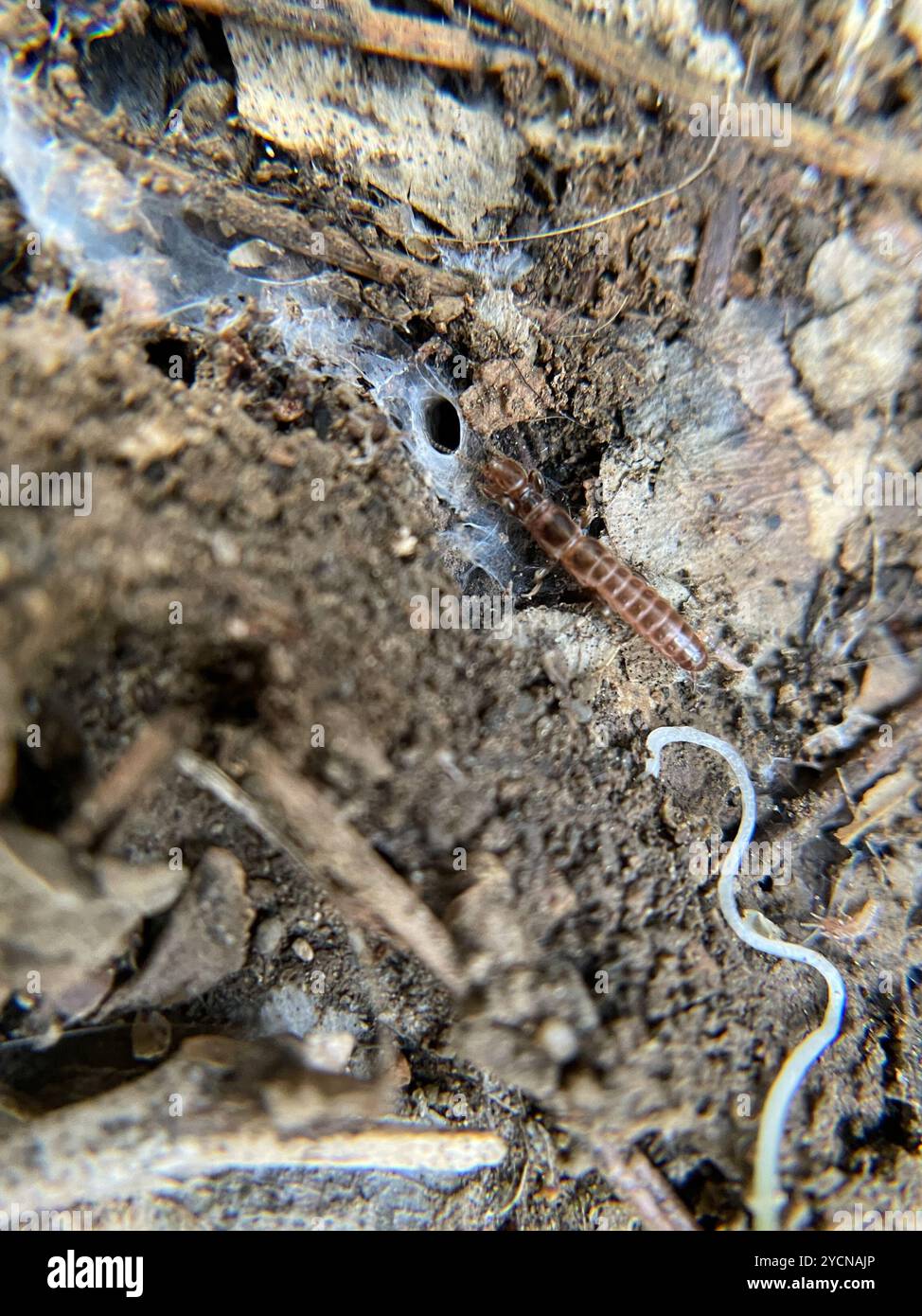 Webspinners (Embioptera) Insecta Stock Photo - Alamy