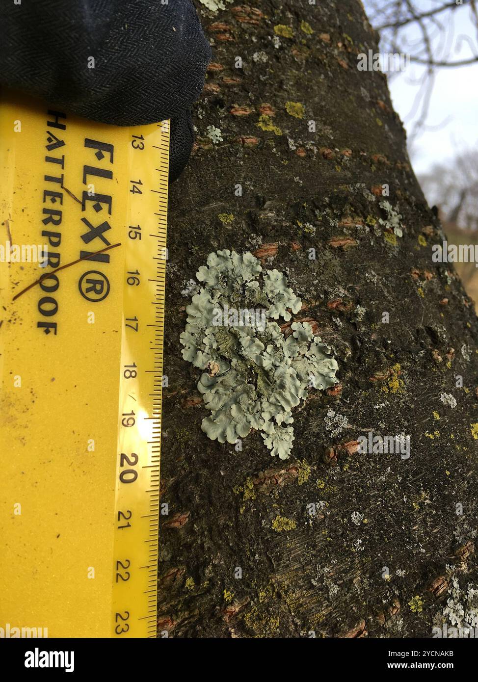 typical shield lichens (Parmelioideae) Fungi Stock Photo - Alamy