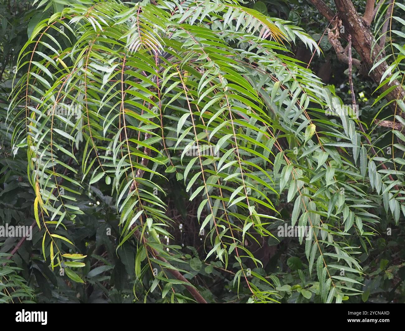 Tun tree (Toona sinensis) Plantae Stock Photo - Alamy