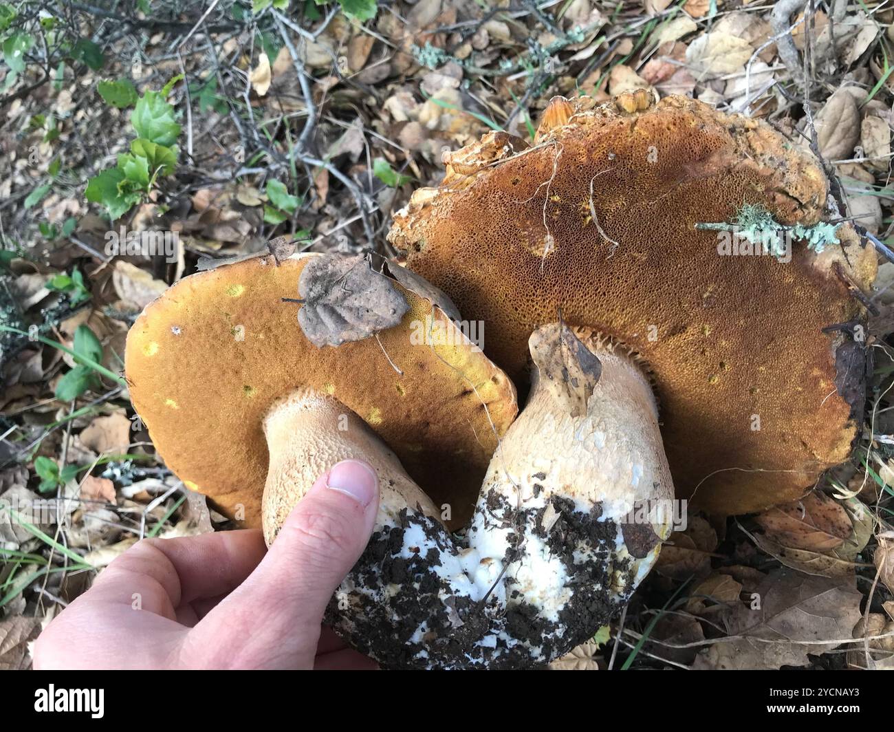 Barrow's Bolete (Boletus barrowsii) Fungi Stock Photo - Alamy