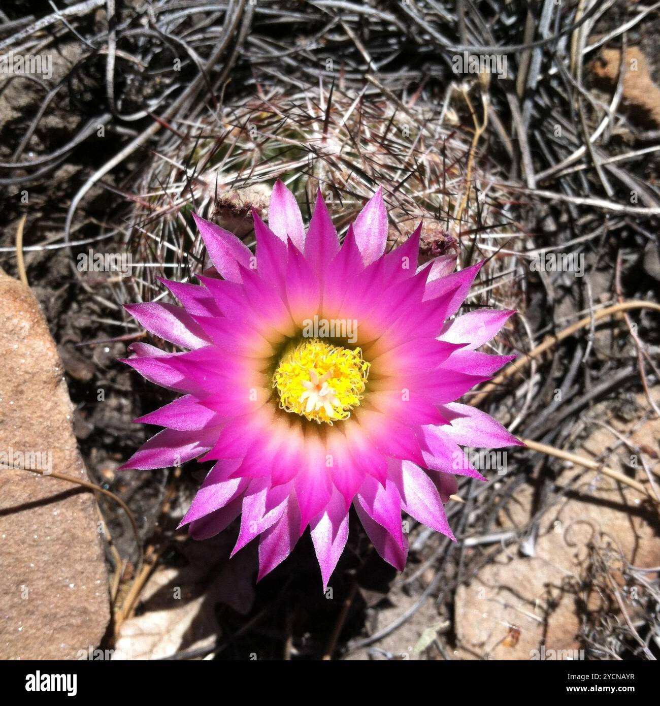 Spinystar (Escobaria vivipara) Plantae Stock Photo - Alamy