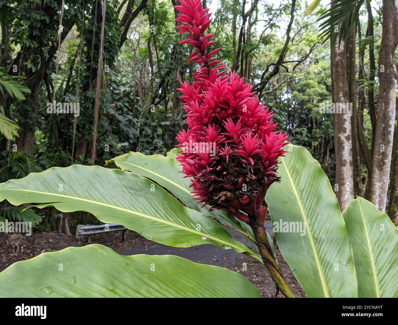 Red Ginger (Alpinia purpurata) Plantae Stock Photo - Alamy