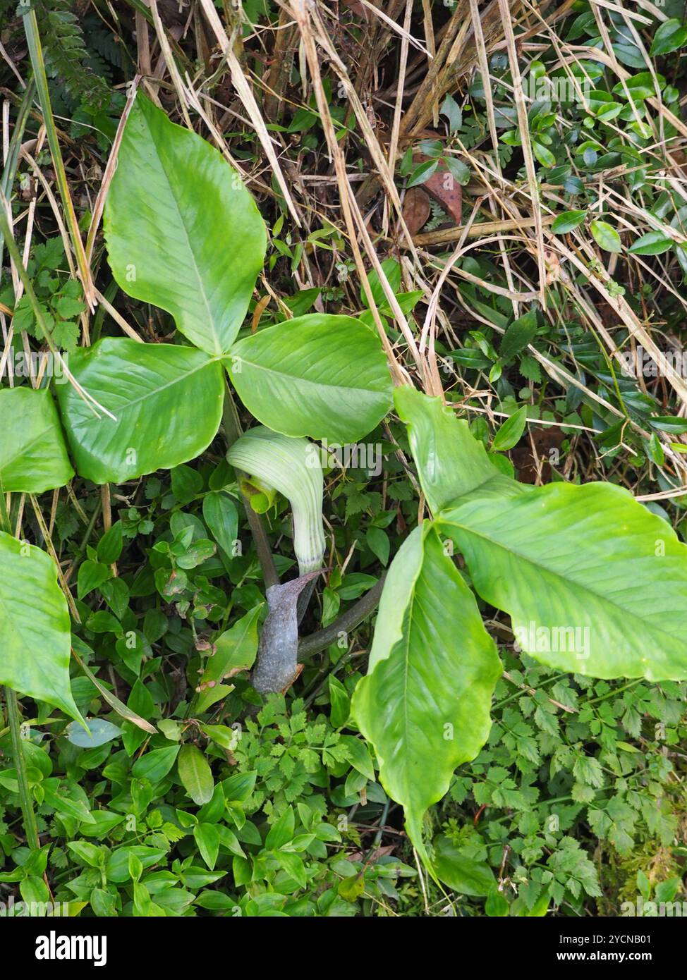 Japanese cobra lily (Arisaema ringens) Plantae Stock Photo - Alamy
