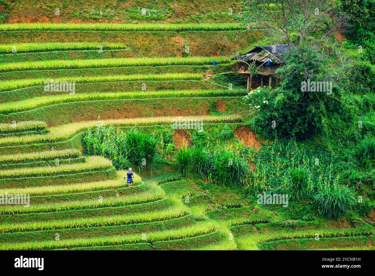 Farmer farming on rice field terrace with wooden hut among the mountain ...