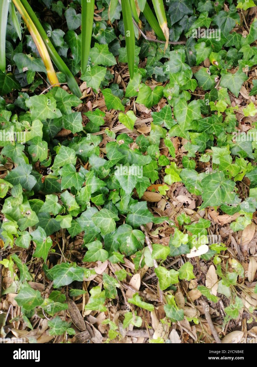 Canary Islands Ivy (Hedera canariensis) Plantae Stock Photo - Alamy