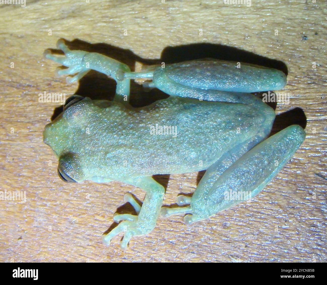 Olive Snouted Tree Frog (Scinax elaeochroa) Amphibia Stock Photo - Alamy