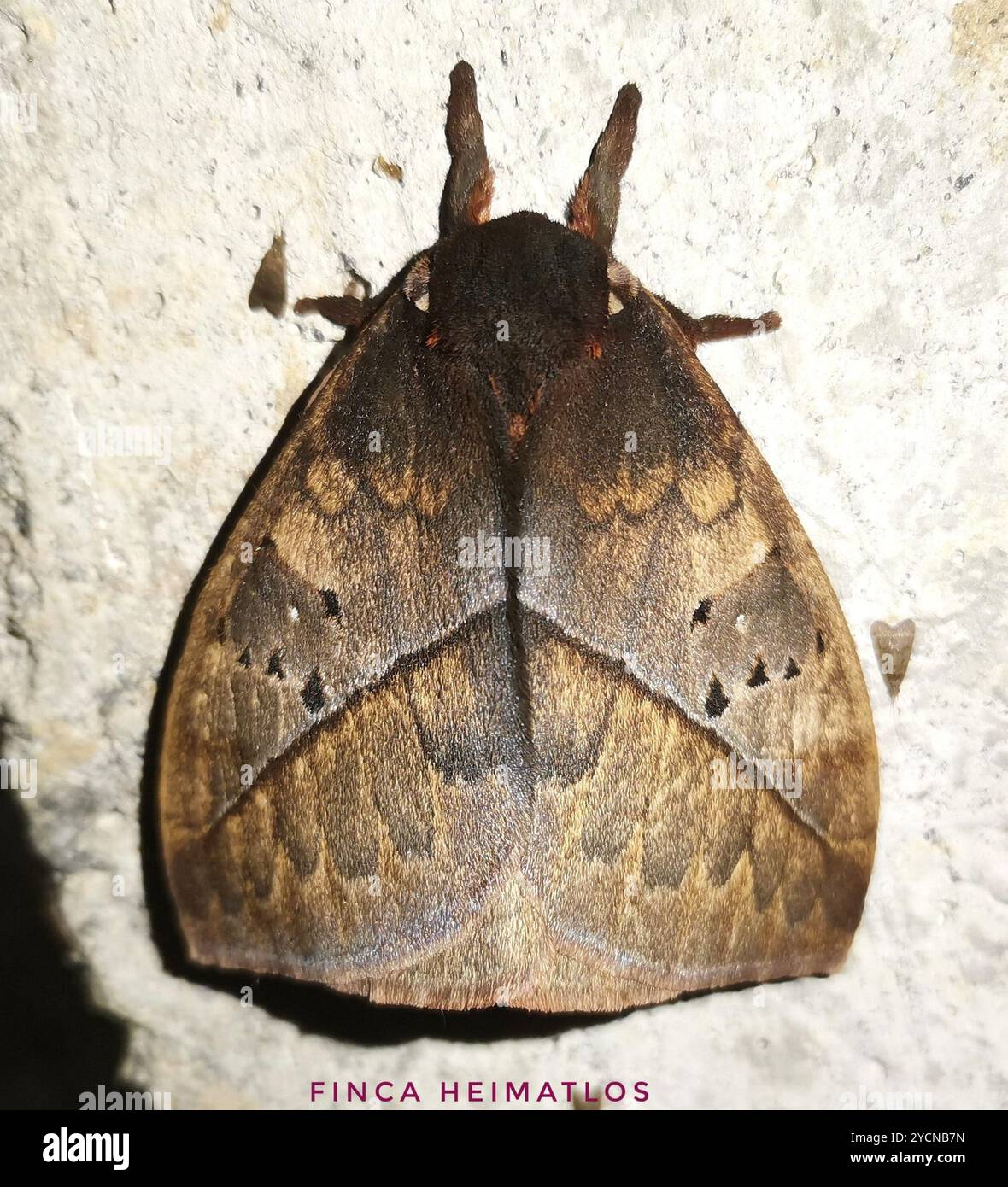 Buck and Io Moths (Hemileucinae) Insecta Stock Photo - Alamy