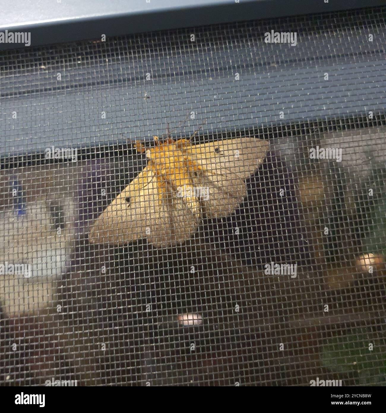 Southern Moon Moth (Dasypodia selenophora) Insecta Stock Photo - Alamy