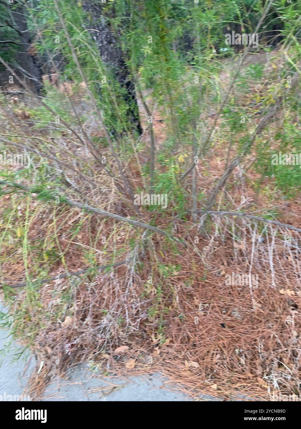 Poverty Weed (Baccharis neglecta) Plantae Stock Photo - Alamy