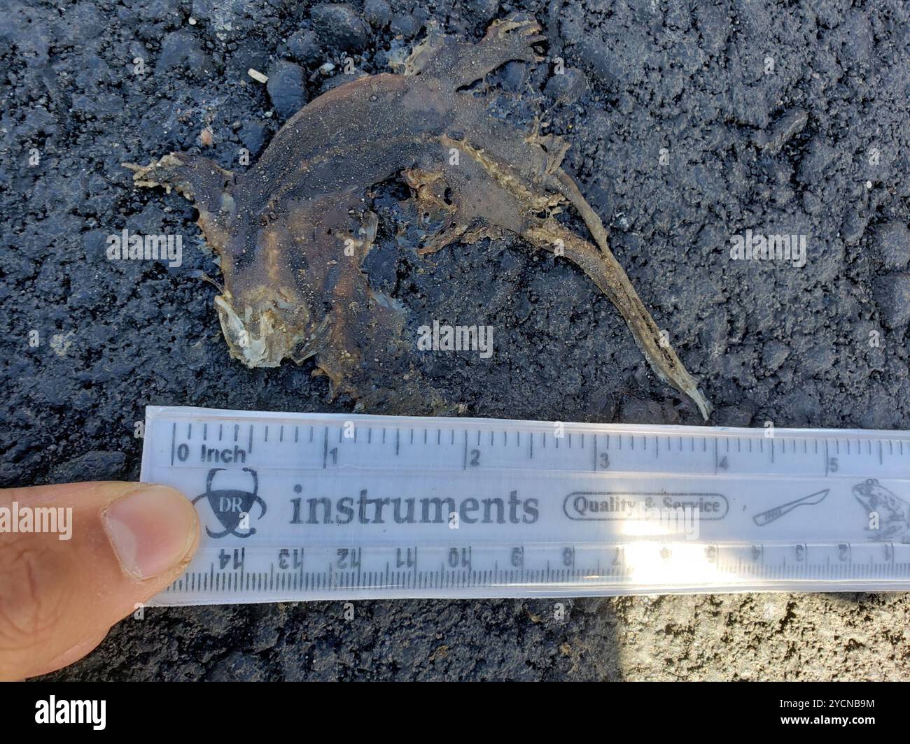 Pacific Newts (Taricha) Amphibia Stock Photo - Alamy