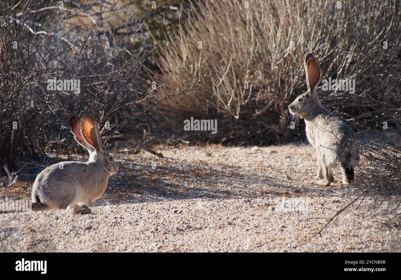 Black-tailed Jackrabbit (Lepus californicus) Mammalia Stock Photo - Alamy