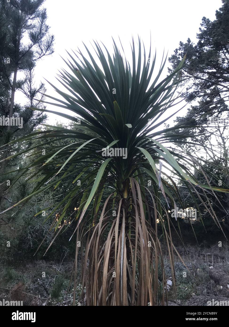 New Zealand cabbage tree (Cordyline australis) Plantae Stock Photo - Alamy