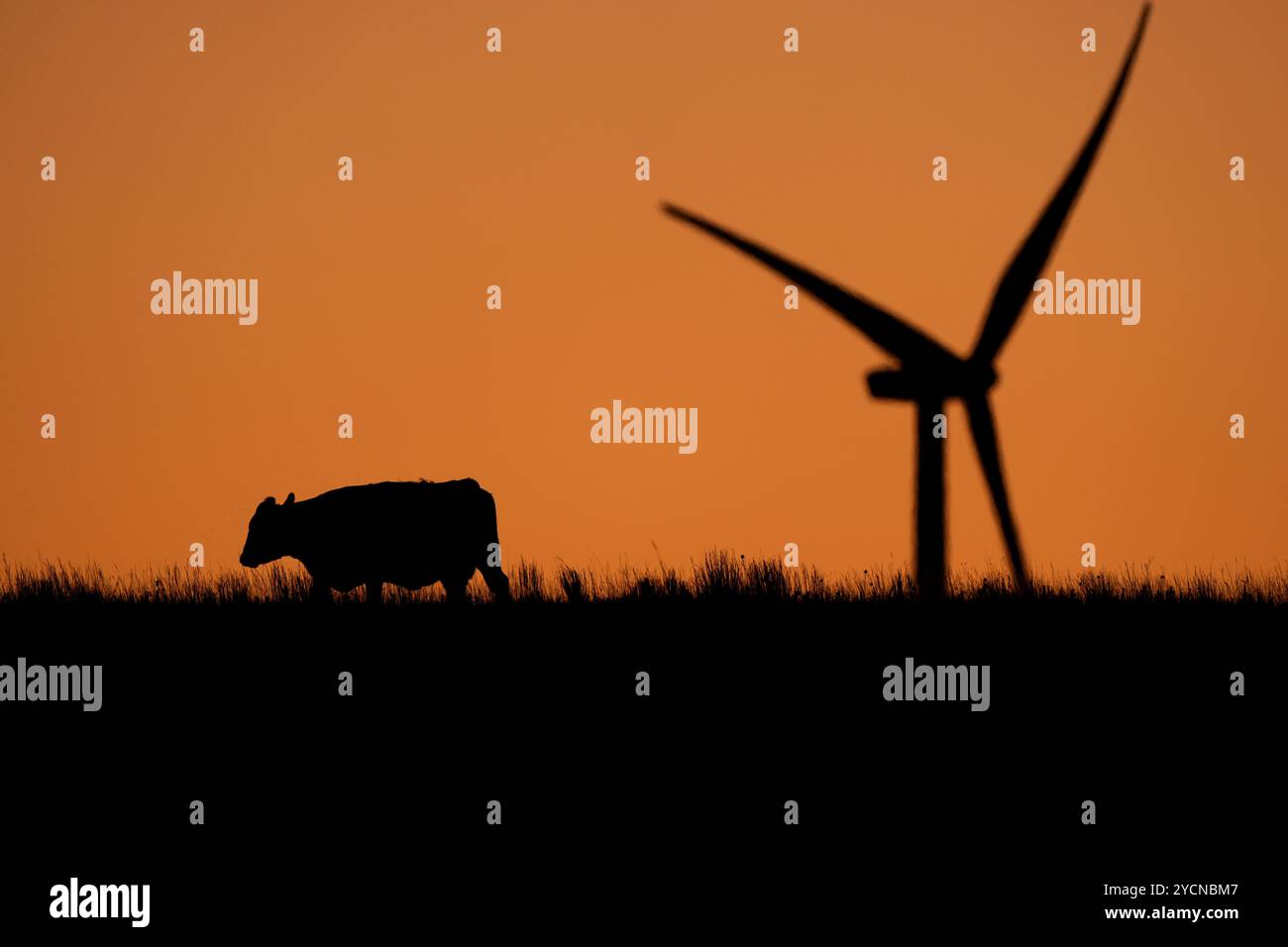 A cow grazes in a pasture at dawn as a wind turbine operates in the ...