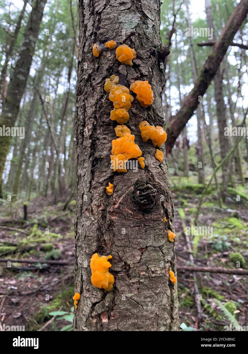 Orange Jelly Spot (Dacrymyces chrysospermus) Fungi Stock Photo - Alamy