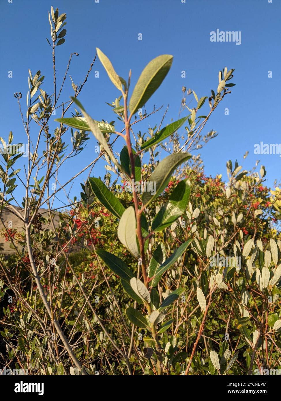 red willow (Salix laevigata) Plantae Stock Photo - Alamy