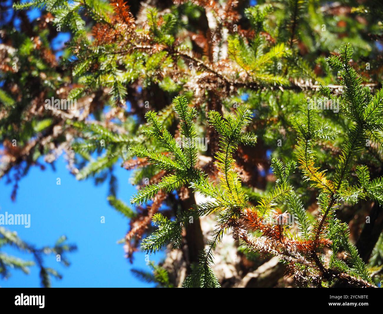 Taiwan-fir (Cunninghamia konishii) Plantae Stock Photo - Alamy