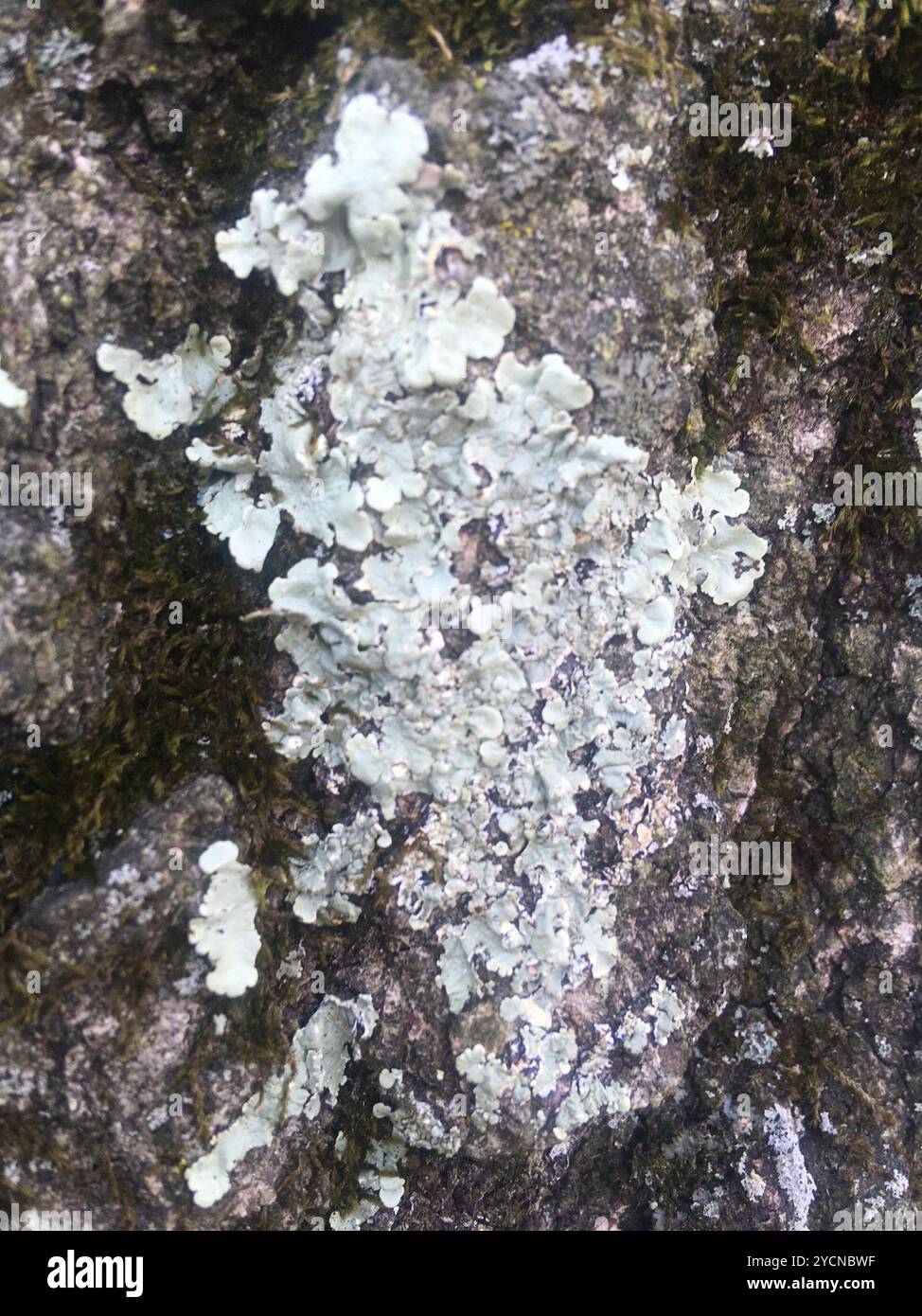 typical shield lichens (Parmelioideae) Fungi Stock Photo - Alamy