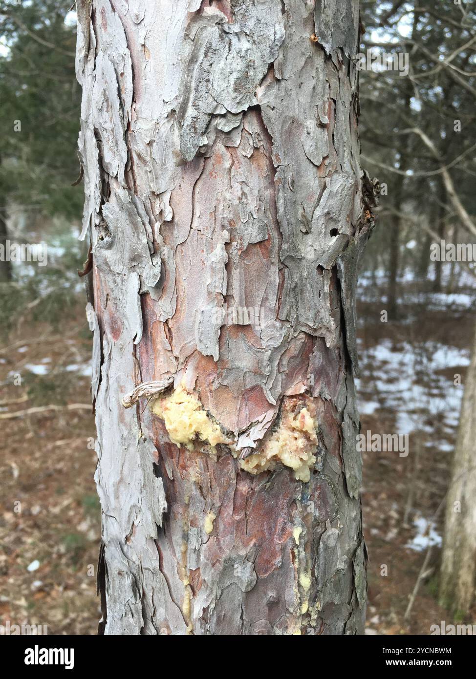 red pine (Pinus resinosa) Plantae Stock Photo - Alamy