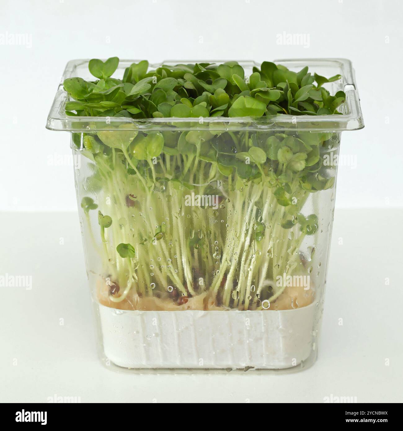Fresh edible healthy watercress in the box Stock Photo - Alamy
