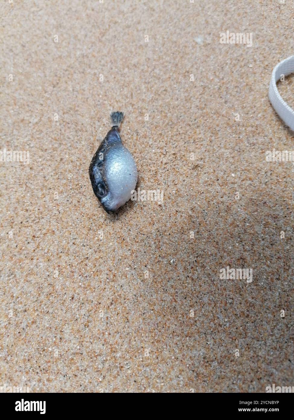 Rippled Blaasop (Pelagocephalus marki) Actinopterygii Stock Photo - Alamy