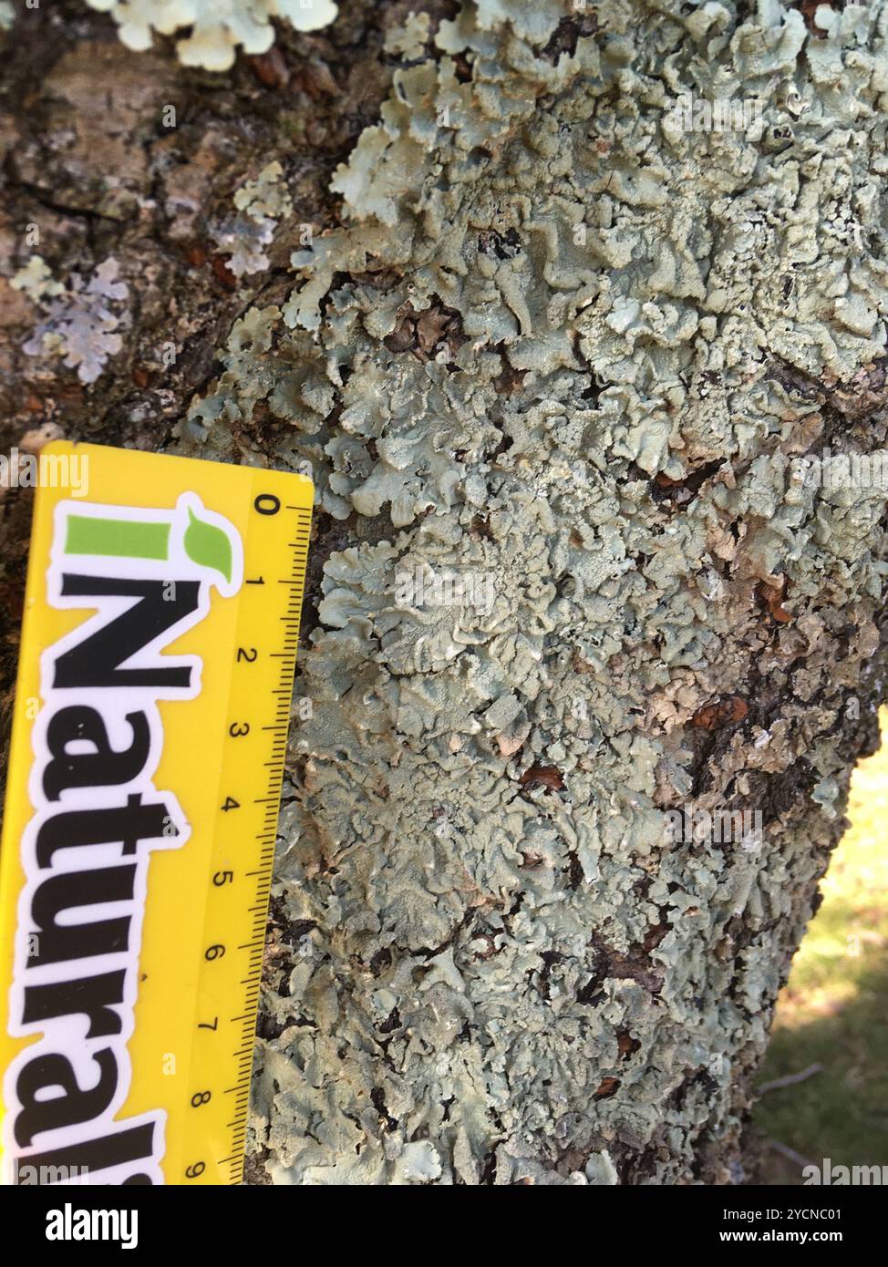 typical shield lichens (Parmelioideae) Fungi Stock Photo - Alamy