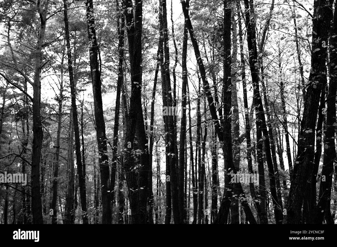 White highlighting Black and White Stock Photos & Images - Alamy