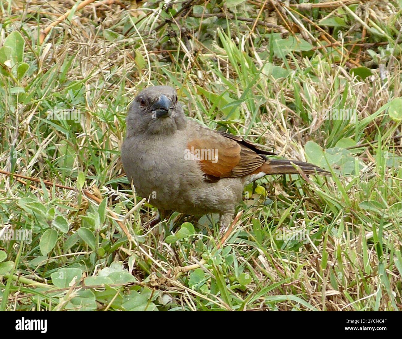 Parrot-billed Sparrow (Passer gongonensis) Aves Stock Photo - Alamy