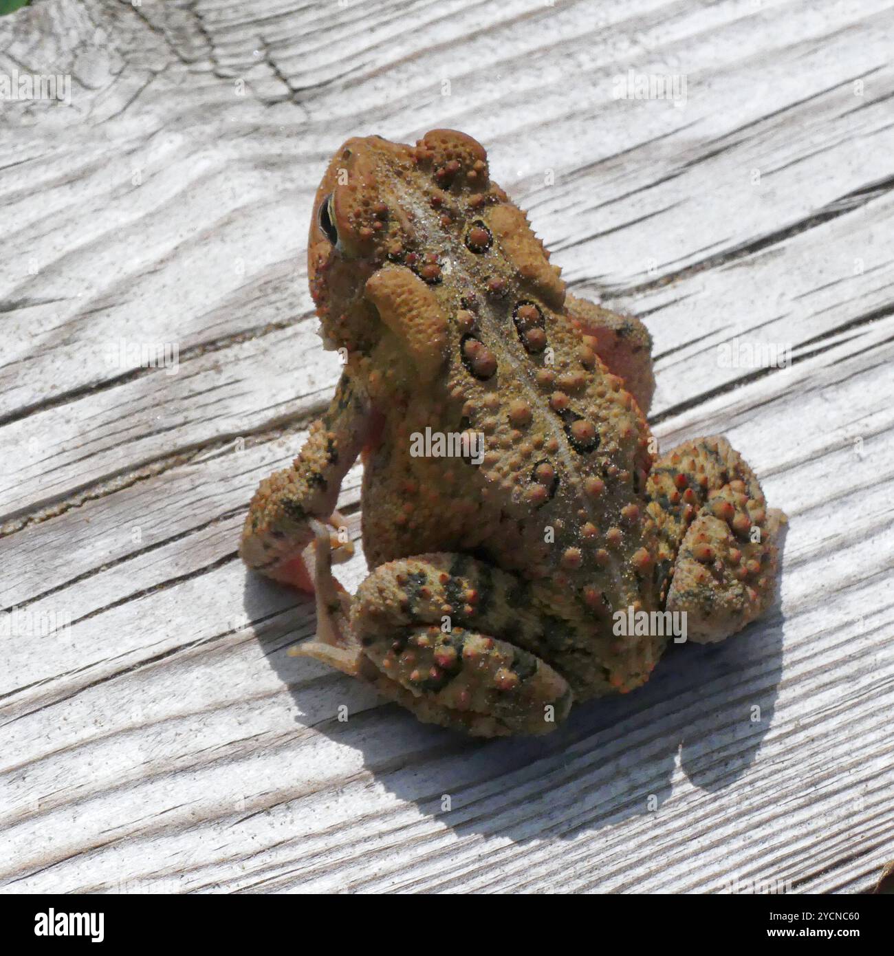 American Toad (Anaxyrus americanus) Amphibia Stock Photo - Alamy