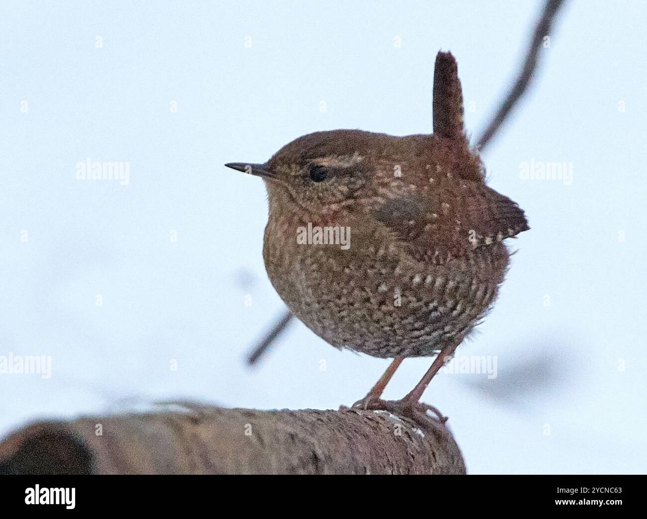 Winter Wren (Troglodytes hiemalis) Aves Stock Photo - Alamy