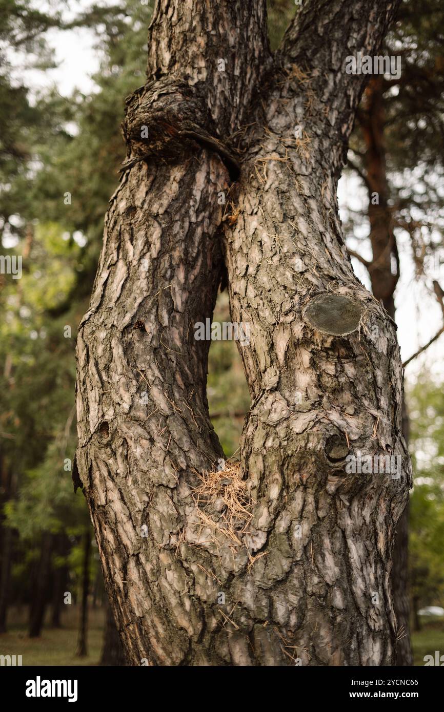 Unique intertwined tree trunks in a serene forest setting during ...