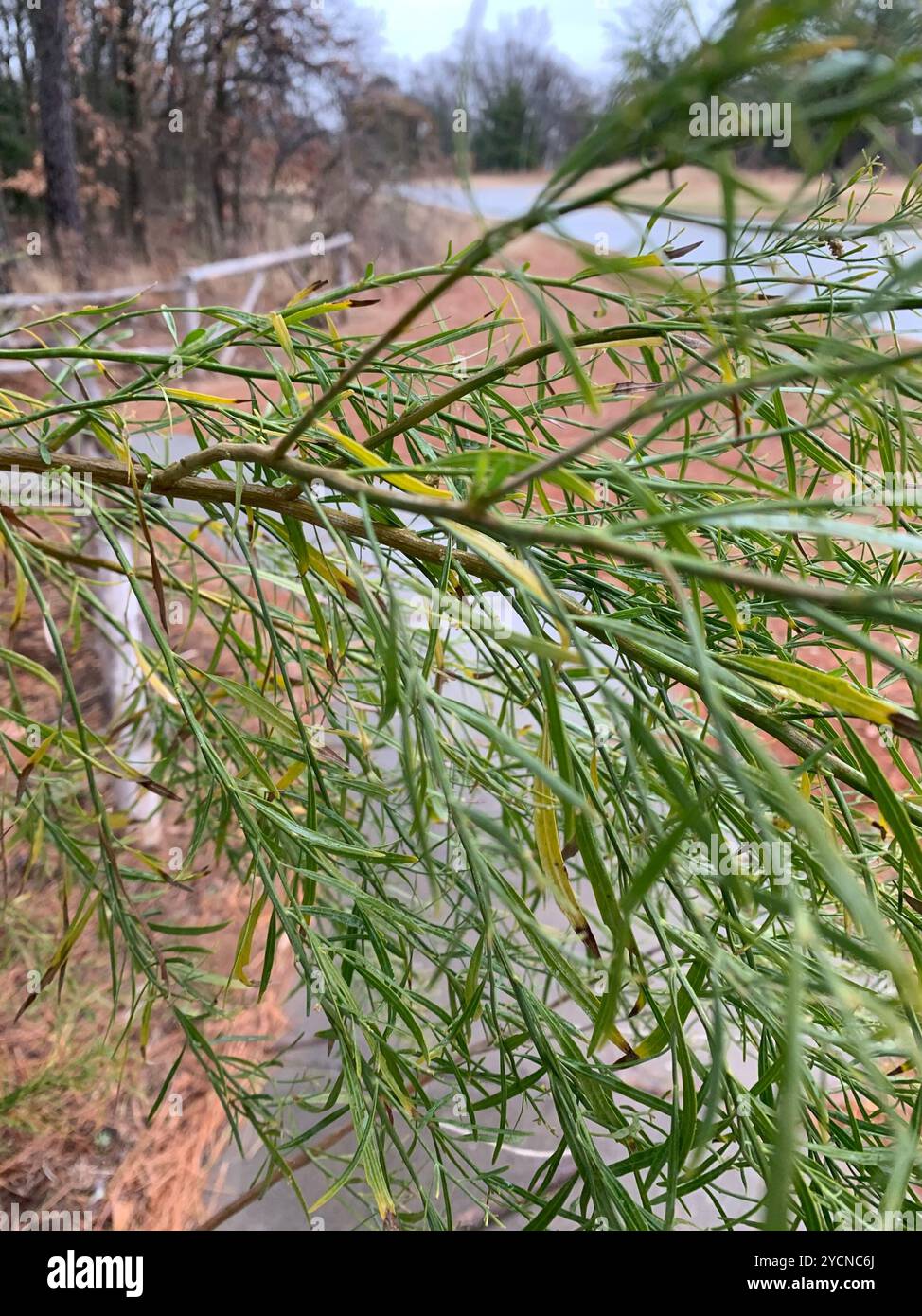 Poverty Weed (Baccharis neglecta) Plantae Stock Photo - Alamy