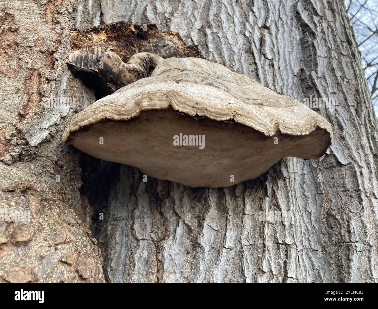 Hoof Fungus (Fomes fomentarius) Fungi Stock Photo - Alamy