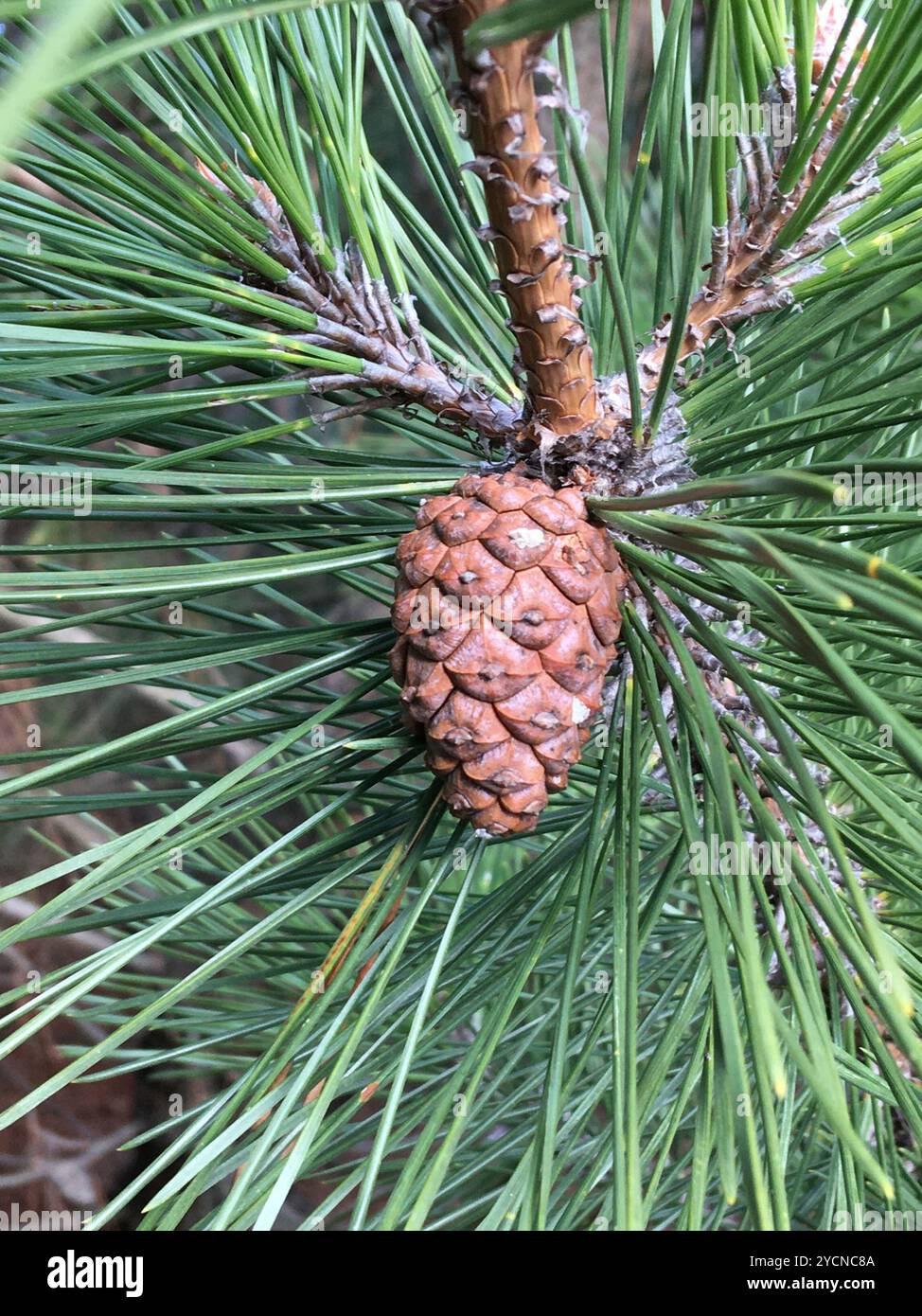 red pine (Pinus resinosa) Plantae Stock Photo - Alamy
