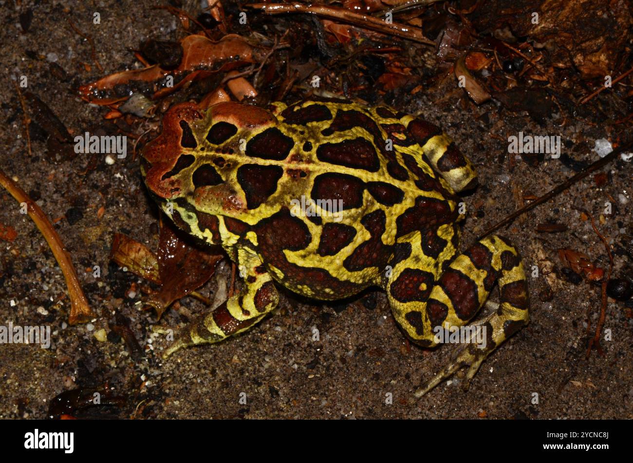 Western Leopard Toad (Sclerophrys pantherina) Amphibia Stock Photo - Alamy
