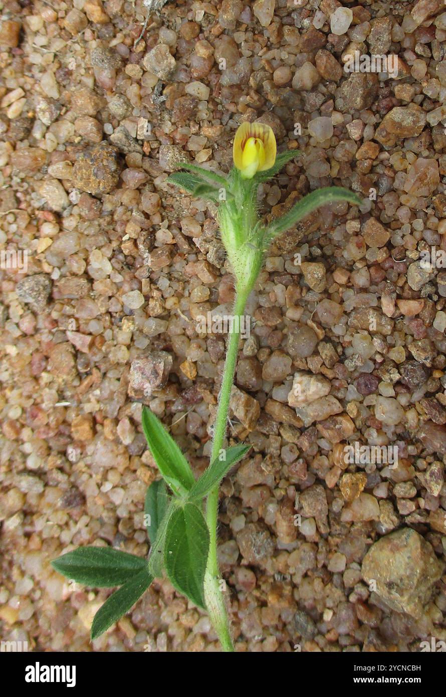 Wild Lucerne (Stylosanthes fruticosa) Plantae Stock Photo - Alamy