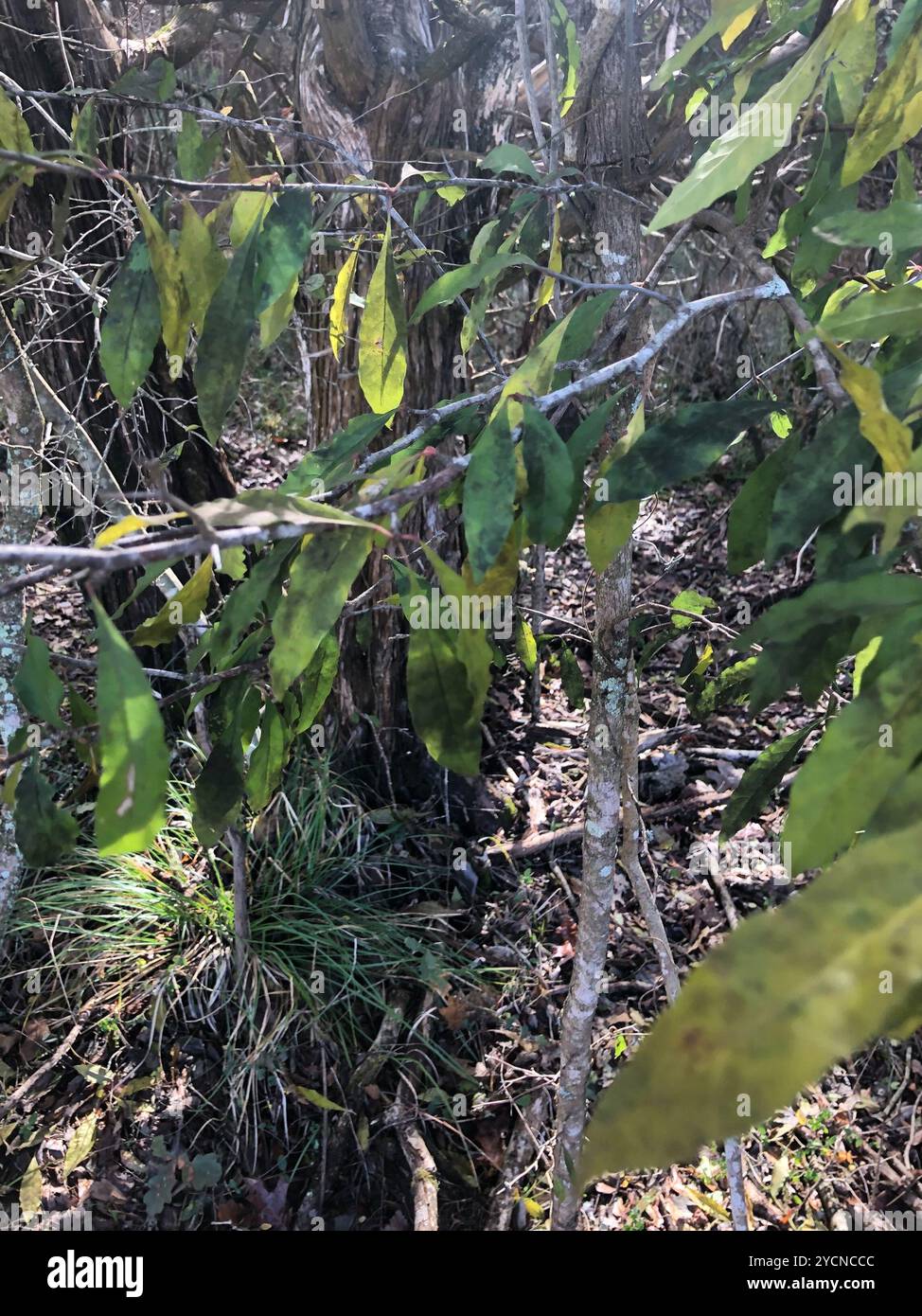 Buckthorn Bully (Sideroxylon lycioides) Plantae Stock Photo - Alamy