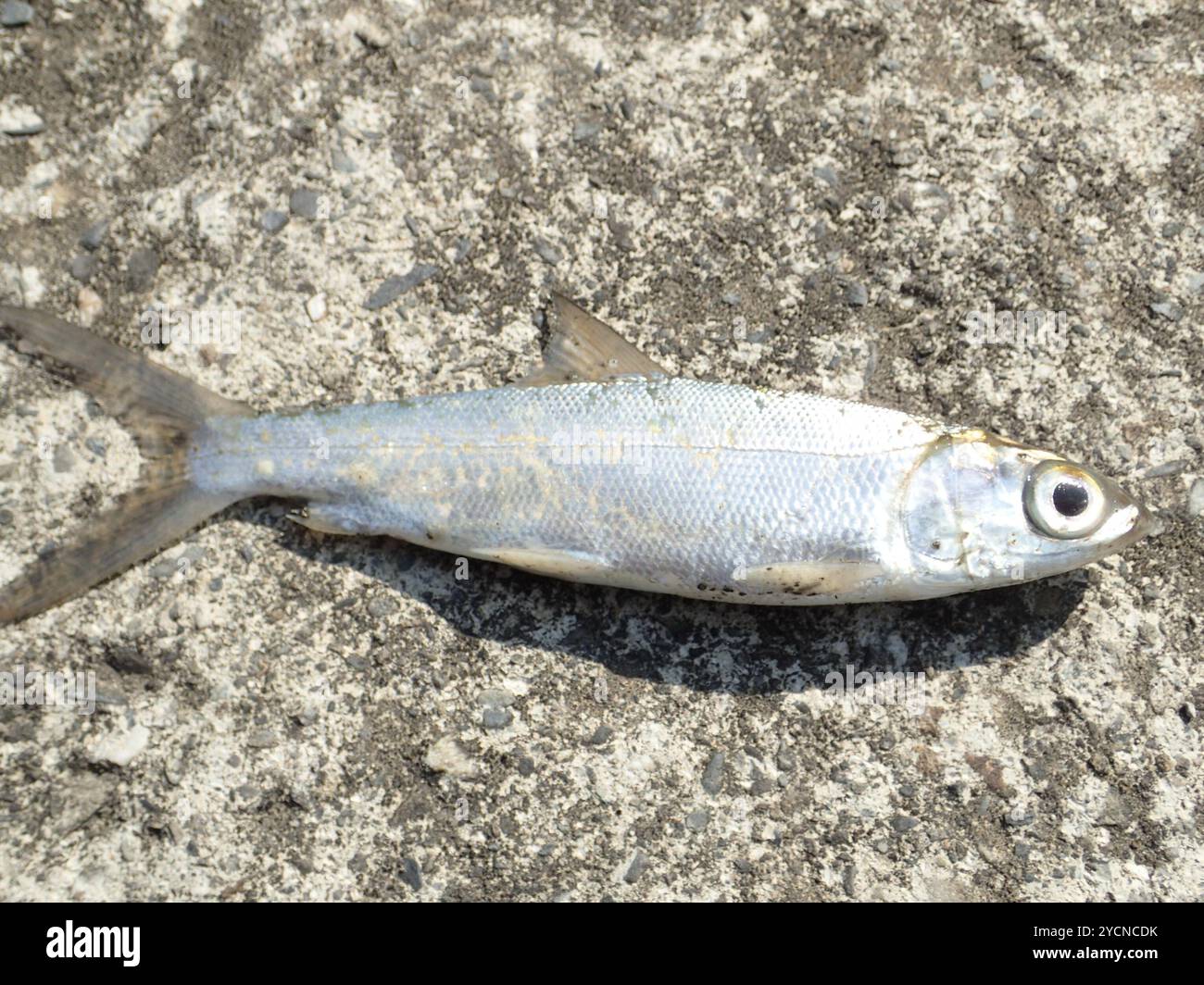 Milkfish (Chanos chanos) Actinopterygii Stock Photo - Alamy